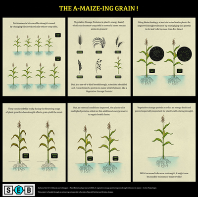 The A-maize-ing Grain! | The Society for Experimental Biology (SEB)