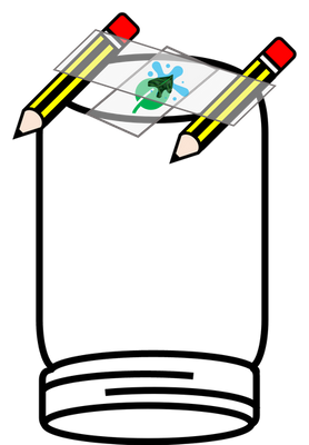 Make your own microscope | The Society for Experimental Biology (SEB)