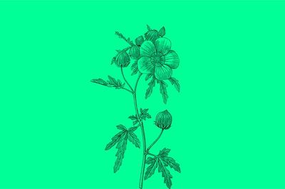 Plant | The Society for Experimental Biology (SEB)