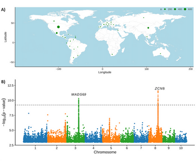 TPJ March 2023 Editor choice: A Common Resequencing-Based Genetic ...